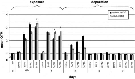 Dna Strand Breaks Measured With The Comet Assay And The Comet Hogg1 Download Scientific Diagram