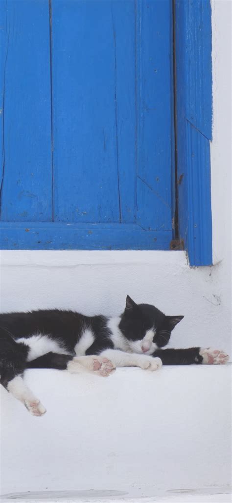 귀여운 고양이 1170 2532 아이폰 13프로 아이폰 14프로 고화질 배경화면 무료 공유 다운로드
