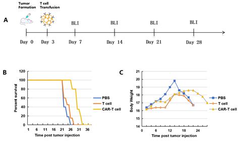 Efficacy And Safety Assessment Accegen