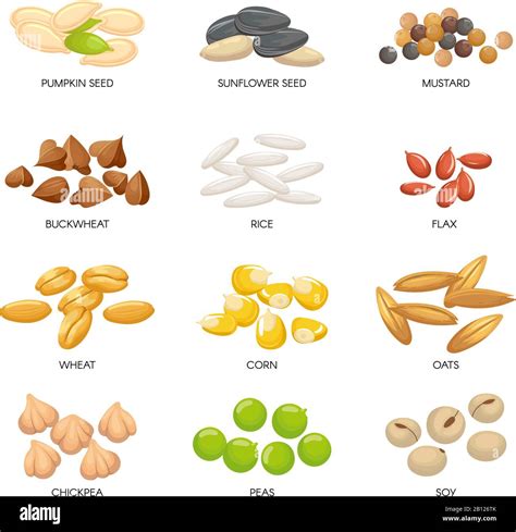 Semillas De La Planta Cereales Garbanzos Y Granos De Celulosa