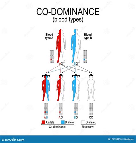Codominance Examples In Humans