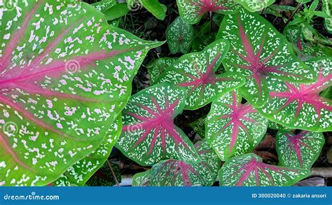 Unique White Brick Or Hebel Wall Texture Stock Image 269118079