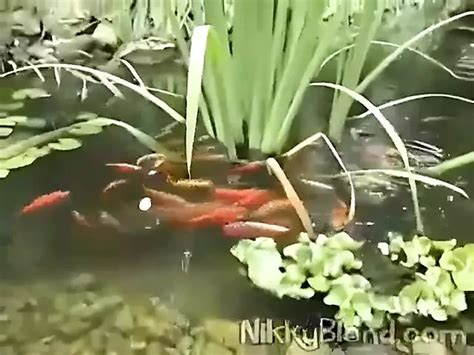 Sexy European Pornstar Nikky Blond Giving Oral Sex Blonde Porn By