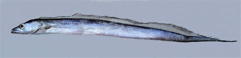 Pacific Cutlassfish Mexican