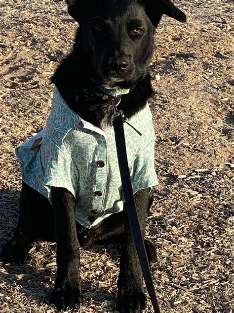 What Are Your Bluey Hot Takes Rbluey