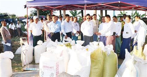 ရုရှားသဘာဝမြေဩဇာအသုံးပြု၍ ဆင်းသုခမိုးစပါး ရက် ၁၂၀ တစ်ဧကစမ်းသပ်စံပြကွက် ရိတ်သိမ်း