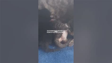 초롱이아가들 태어난지6일차 엄마쭈쭈먹느라정신없네 Youtube