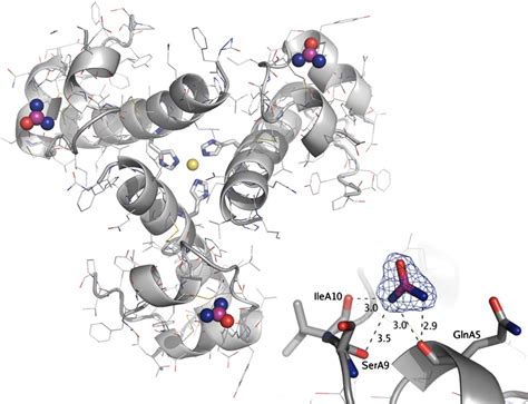 An Insulin Trimer Is Shown In Cartoon Representation With The Central