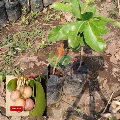 Jual Bibit Juwet Putih Jamblang Unggul Agro Bibit Id