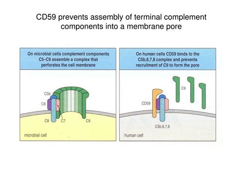 Ppt The Complement System Powerpoint Presentation Free Download Id