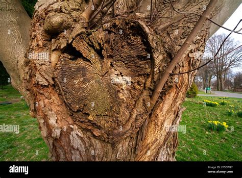 Tree Pruning Purpose Techniques And Safety Stock Photo Alamy