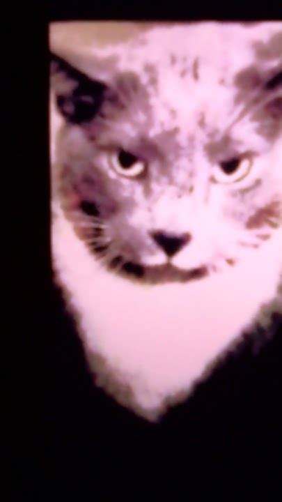 Cat Pictures Youtube