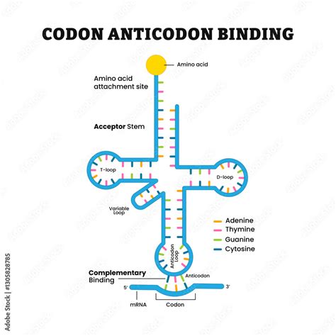 Codon Anticodon Structure Diagram Wobble Hypothesis Mrna And T Rna Binding Structure Of Trna