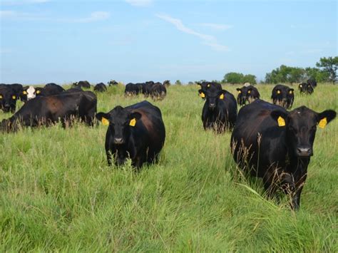 Estrus Synchronization And Artificial Insemination In Beef Cows Drovers