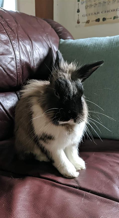 Pododermatitis Please Help Rrabbits