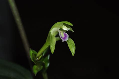 Psilochilus Modestus · Inaturalist