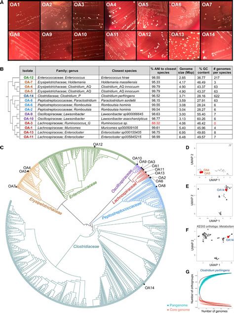 Isolation And Identification Of Spore Forming Firmicutes From