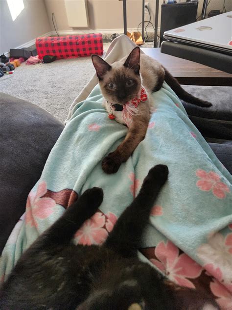 Well Looks Like Im Not Going Anywhere Rsiamesecats