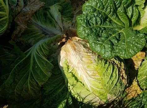 배추 무름병 방제 아주심기 뒤 바로 시작해야