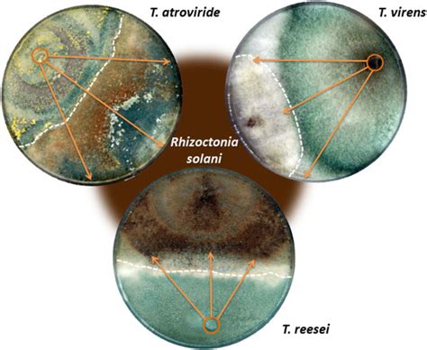 Trichoderma Spp As Antagonist Of Rhizoctonia Solani Science And Nature Natural Farming