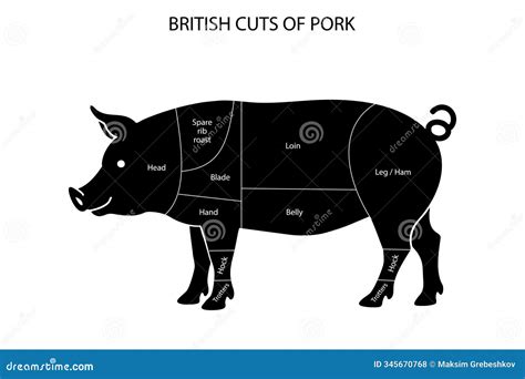 Pork Cuts Swine Butchery Diagram Barbecue Pork Meat Cuts Vector