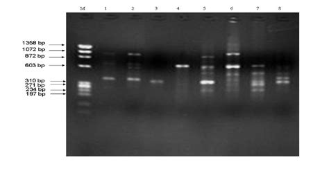 Random Amplified Polymorphic Dna Rapd Profile Generated By Primer