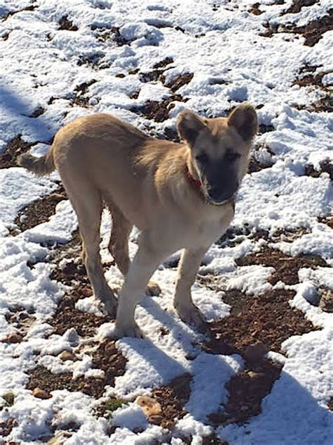 The Rescue Story Of A Syrian Stray As Told By Her Soldier