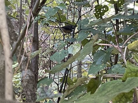 Rangiora From North Island Te Ika A Māui Wellington Wellington Nz On April 28 2024 At 02