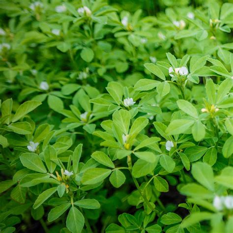 Fenugreek Plant