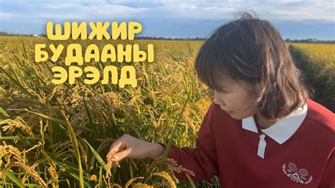 [Нөхрийн хоол] Шижир будааны эрэлд Youtube