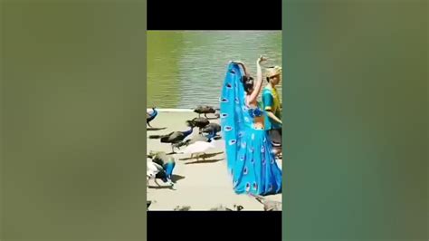 Beautiful Peacocks Youtube