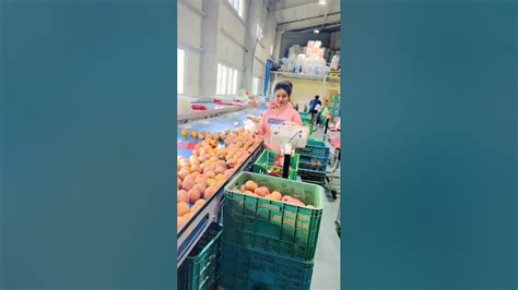 අපේ කෙල්ලෝ ටික මේ වගේ ජොබ්🍎🍏 එකකට කැමතිද කියාගෙන යන්න 🥰😍 Korea Korean කොරියාව කොරියන් සිහිනය