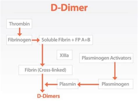 Fibrinolysis Flashcards Quizlet