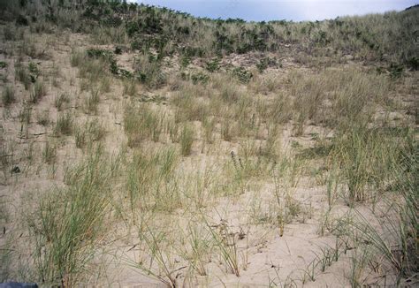 Marram Grass Stock Image B5800159 Science Photo Library