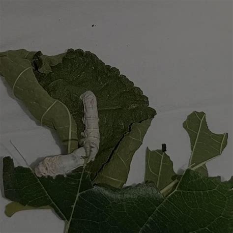 Benchmark Dataset Classification Model By Silkworm Project