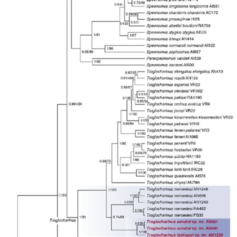 Majority Rule Consensus Tree Of The Analysis With Bayesian
