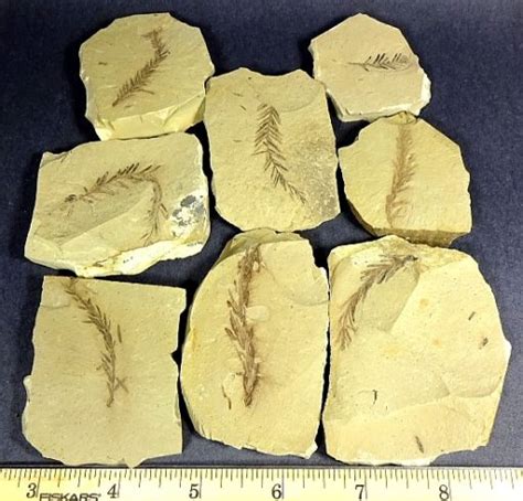 K203 Dawn Redwood Fossil Leaf The Rock Shed