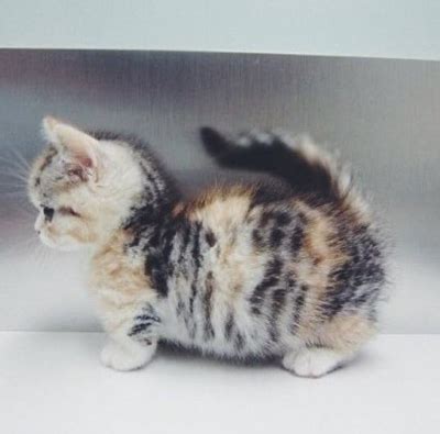 세상에서 가장 귀여운 먼치킨 고양이 사진 Best 모음 1 네이버 포스트