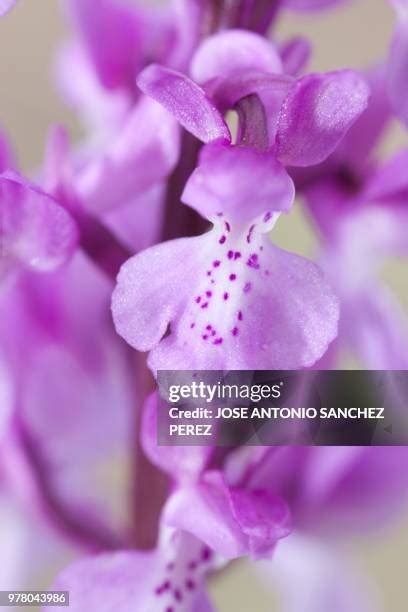 Mascula Photos And Premium High Res Pictures Getty Images