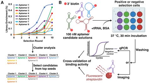 Methods For Cell And Tissue Specific Dna Aptamer Selection Molecular Therapy Methods