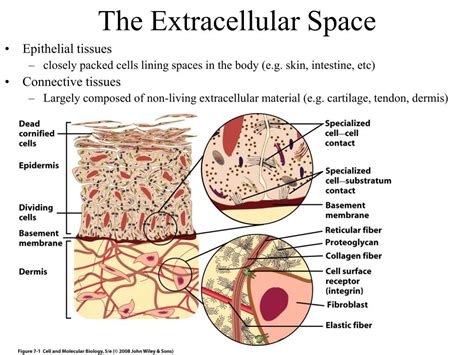 Ppt The Extracellular Space Powerpoint Presentation Free Download