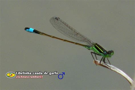 Fauna Libelinha Cauda De Garfo Ischnura Ramburii