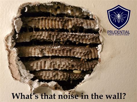 Yellow Jacket Nest In Wall Treatment Prudential Pest Solutions