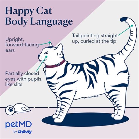 Scared Cat Posture