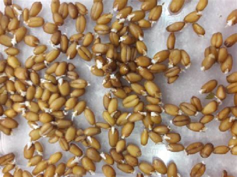 Figure 3 From Microbiological Assessment Of Wheat And Buckwheat Sprouting Process Semantic Scholar