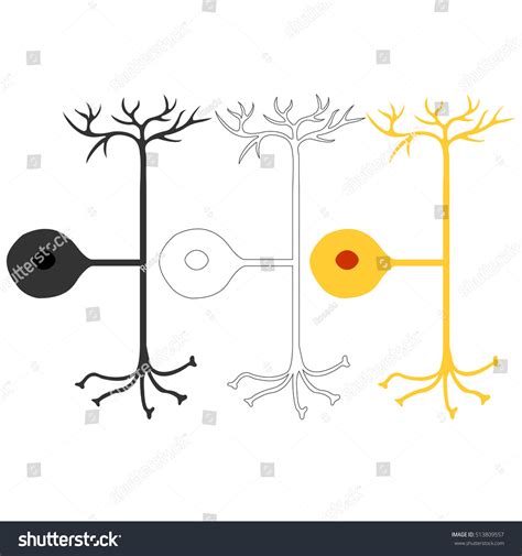 Pseudounipolar Neuron Nerve Cells Neurons Isolated Stock Illustration Shutterstock