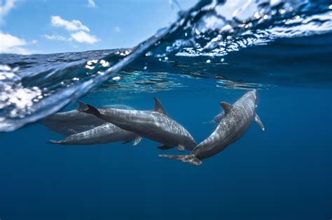 Ocean Underwater Dolphins