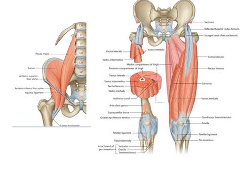 EXTENSOR DIGITORIUM LONGUS ORIGIN Tibia Lateral condyle Fibula U ¼ whole side Middle