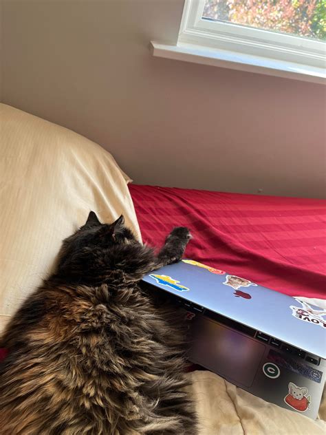 Working From Home And My Colleague Doesnt Seem To Understand