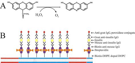 2 Sandwich Elisa For Insulin A The Conversion Of Amplex Red In The Download Scientific